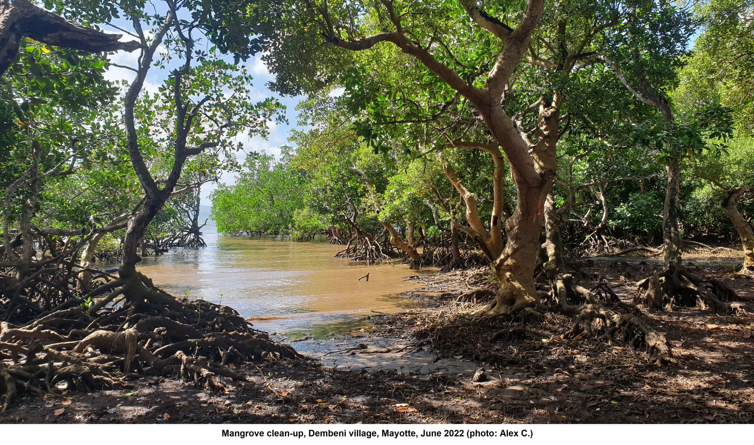 Sustainable mangrove management in Mayotte, Les Naturalistes ...