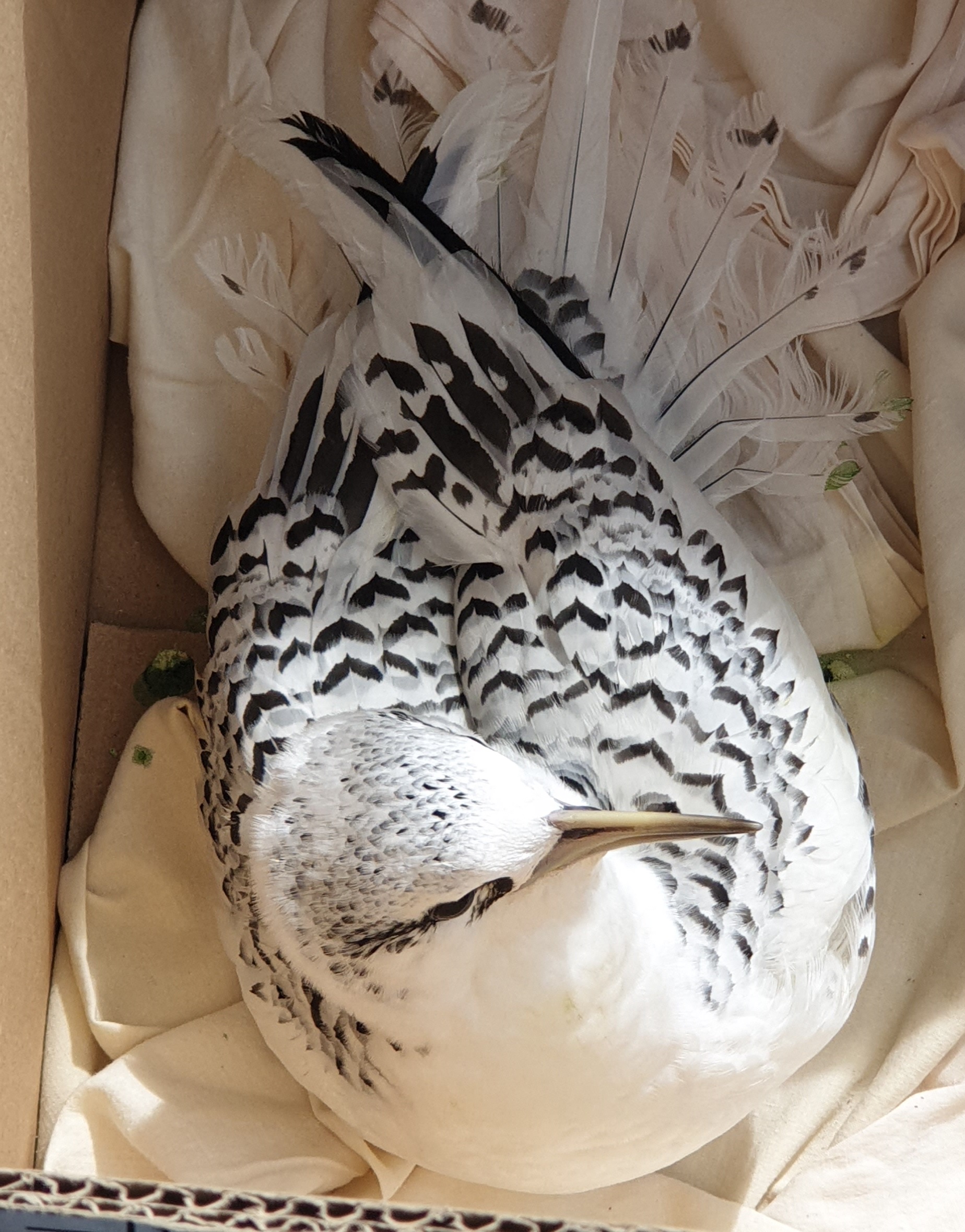 Preserving the native birds of Colosse in La Réunion (2020 call ...